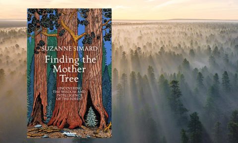 Book review: Finding the mother tree – BJGP Life